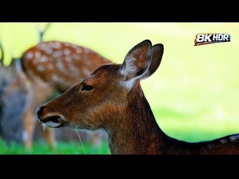 Brand New 8K Wildlife Moments 🐅 | Fresh Animal & Bird Scenes with Deep Relaxation 🎶🌿”