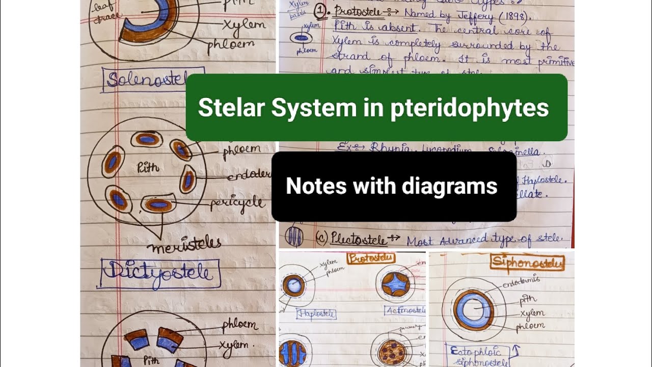 Structure & Evolution of Stelar System in Pteridophytes /Stelar System ...