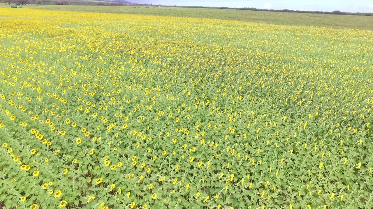 Early Sunflower Bloom - YouTube