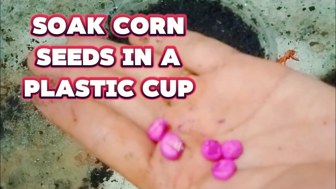How to germinate corn seeds in plastic cups before planting in pots ...