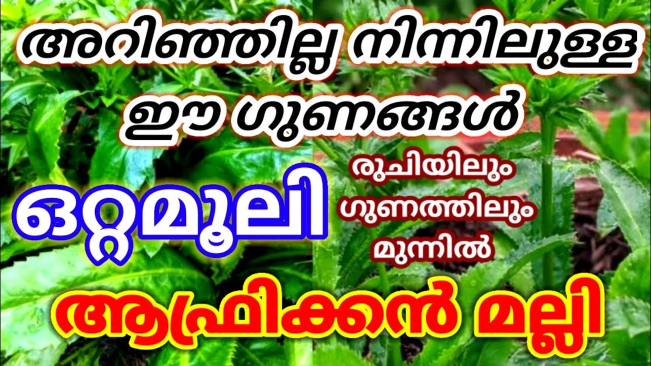 African Malliyila/Mexican Malli/ആഫ്രിക്കൻ മല്ലിയില ഗുണങ്ങൾ/Culantro ...