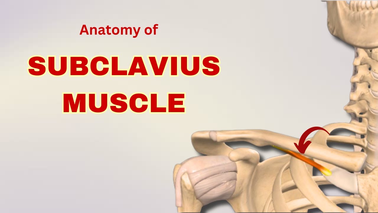 Subclavius Muscle