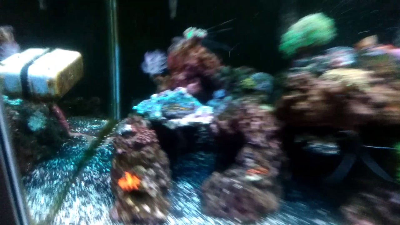 Medic by Polyp Lab day 20! - YouTube