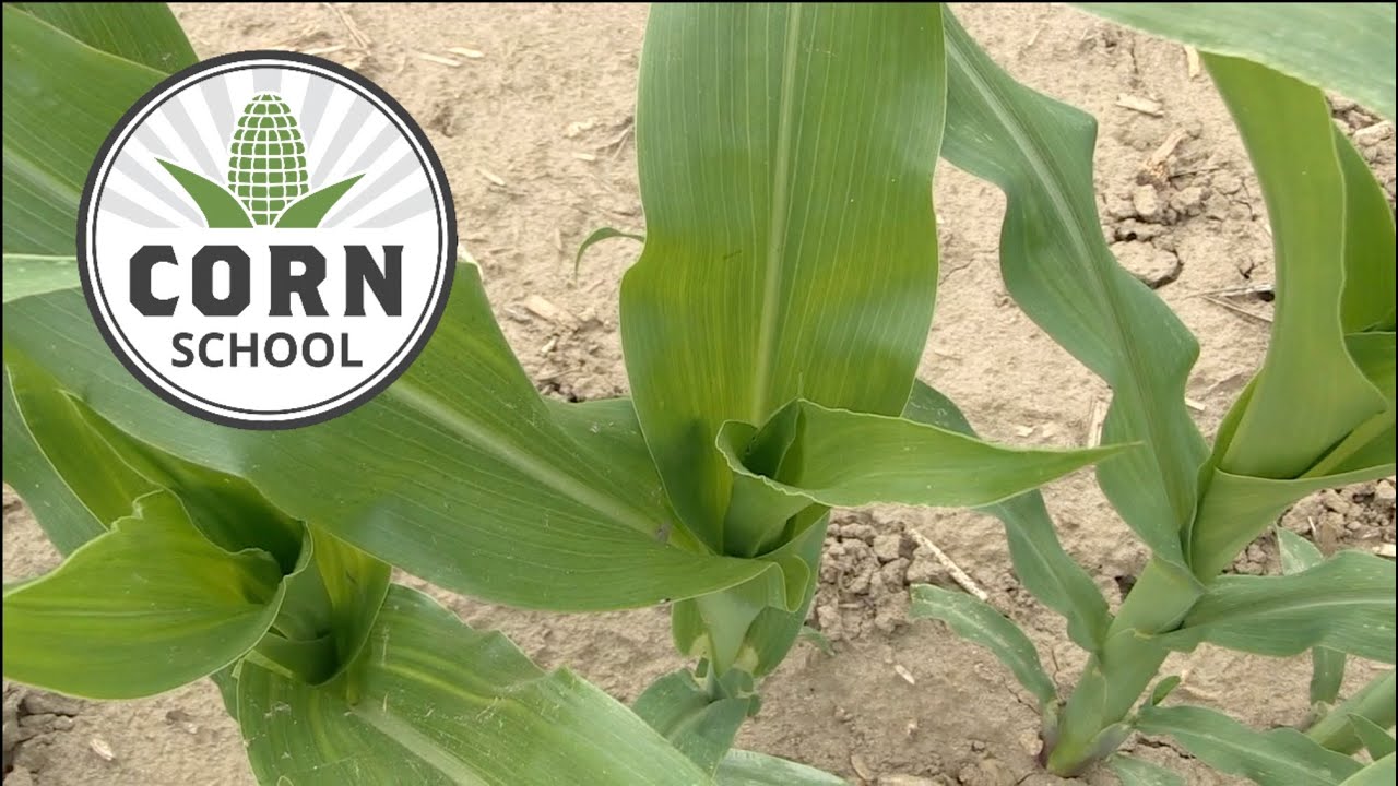 Corn School: What you need to know about tissue testing - YouTube