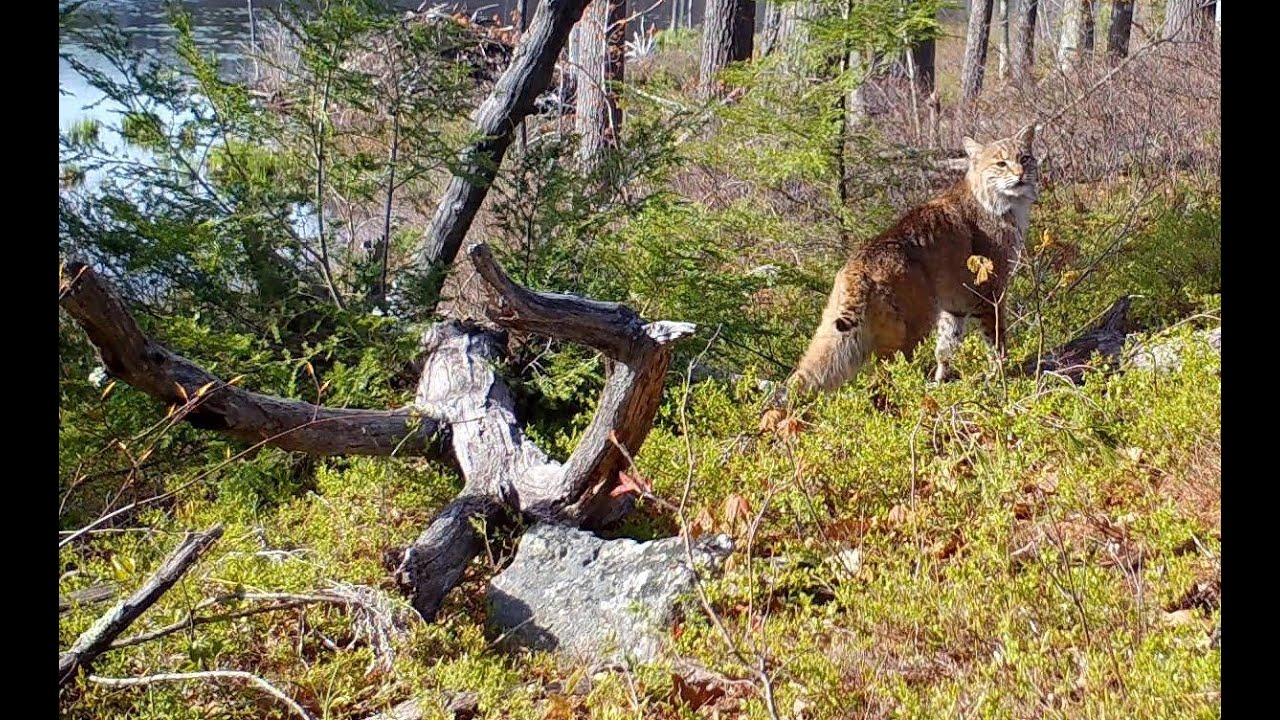 Spring time at the beaver pond - YouTube