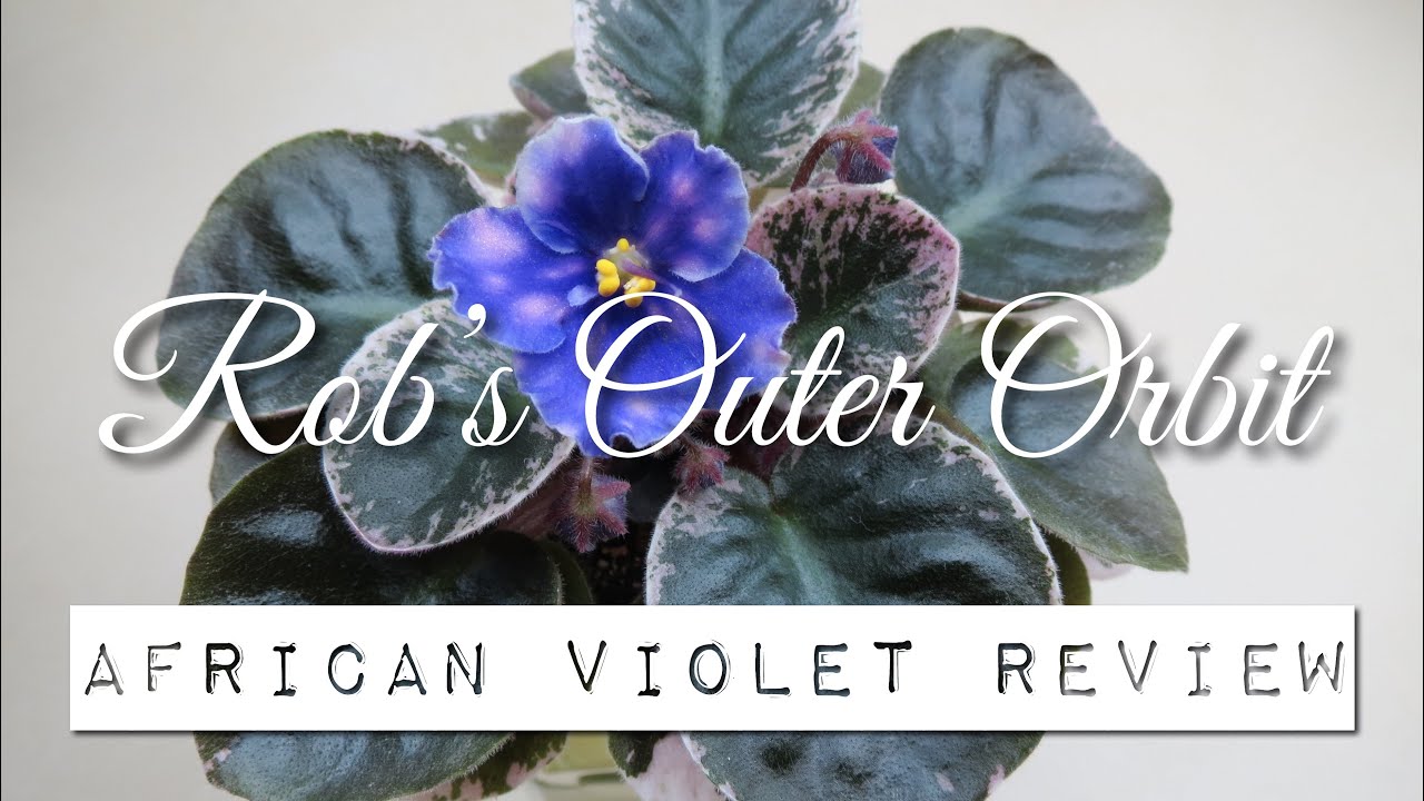 Rob's Outer Orbit - African Violet Review - YouTube