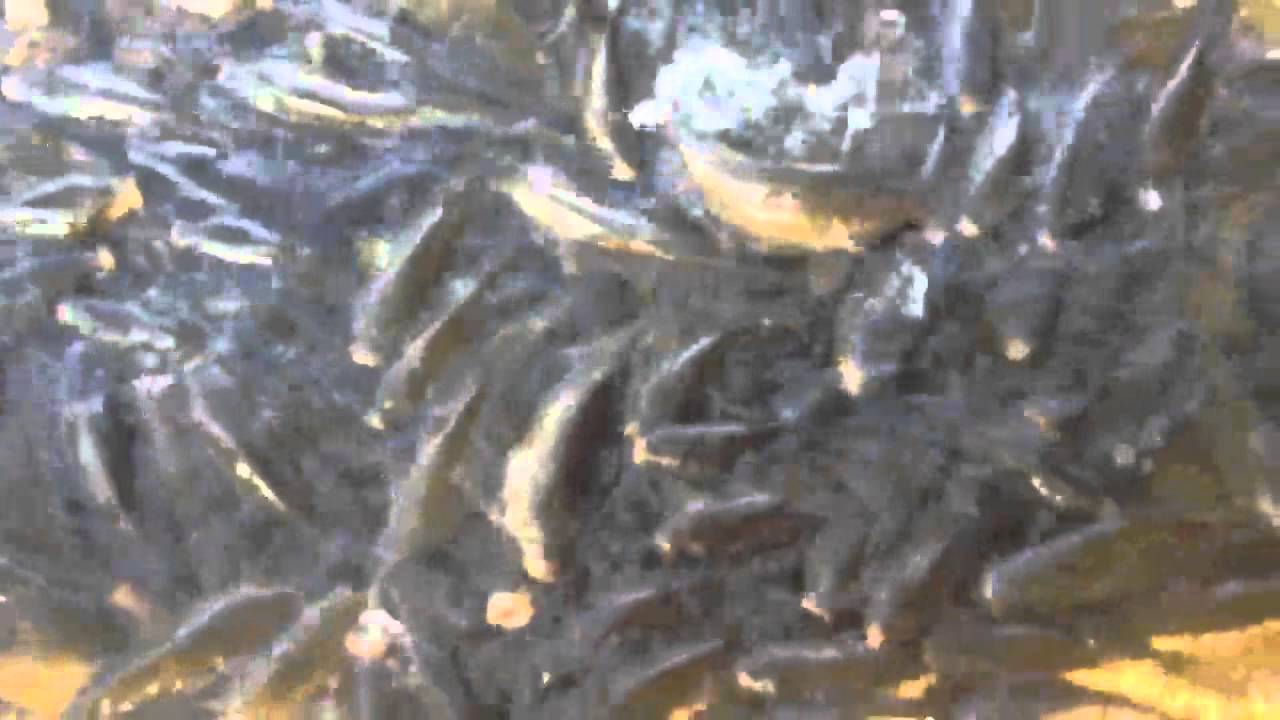 Carp feeding at Lake Ozark - YouTube