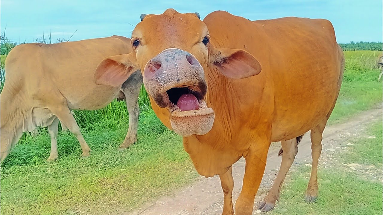 The Ultimate Grass Buffet: Cows Feast in the Open Fields - YouTube