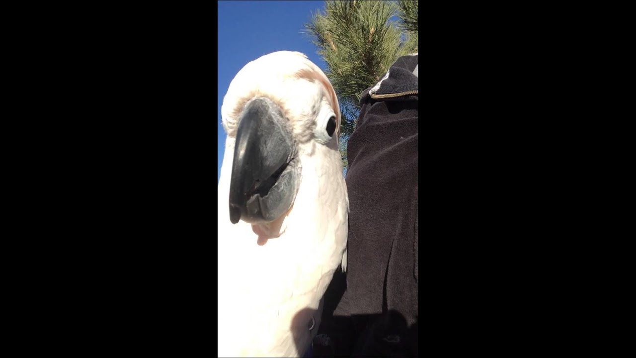 Gotcha yipping like a dog at the park lol! - YouTube