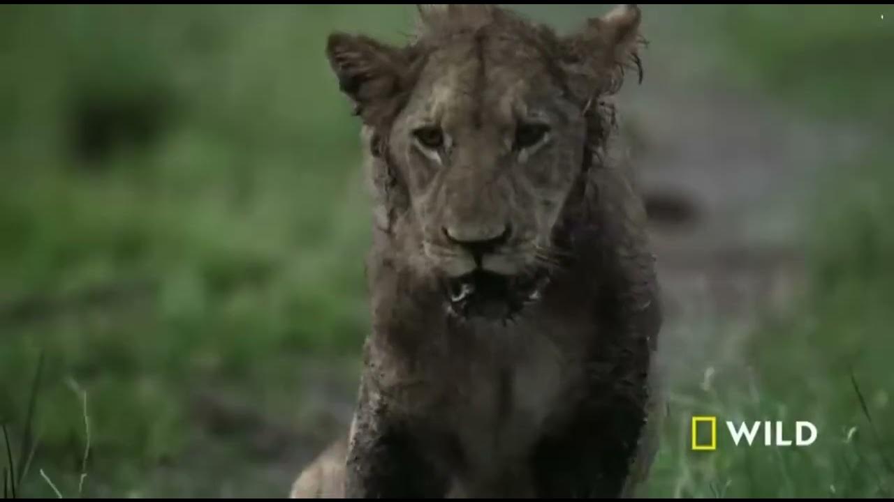 2 Land of Ice and Snow (Full Episode) - Wild Nordic - YouTube