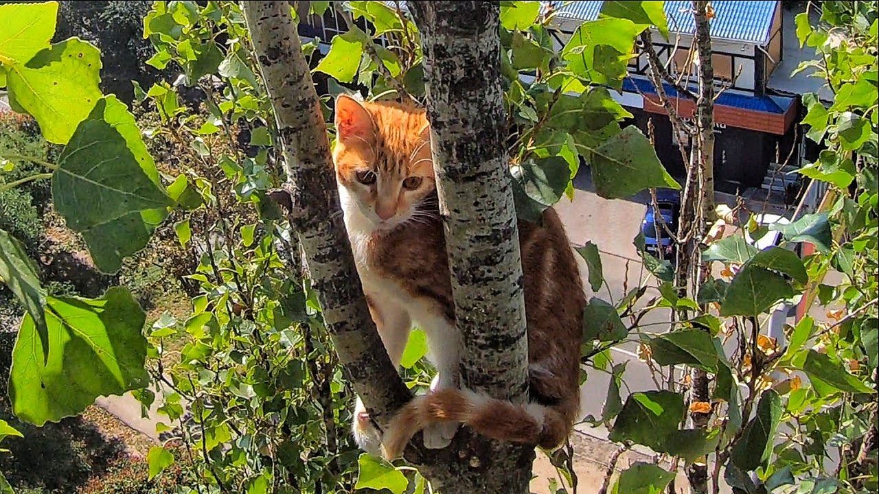 Dangerous Rescue.. Kitten was Stuck in a 90-Foot Tree for several days ...