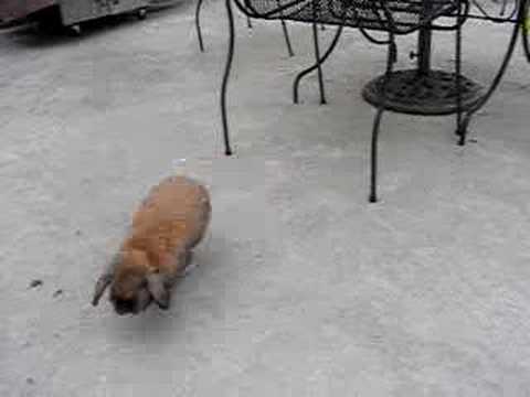 Attack Bunny - YouTube