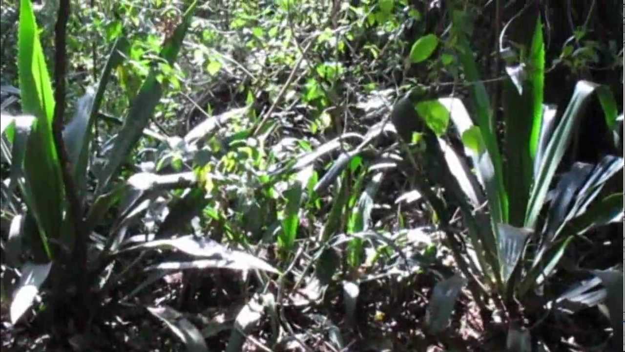 Nairobi Arboretum - Kenya - YouTube