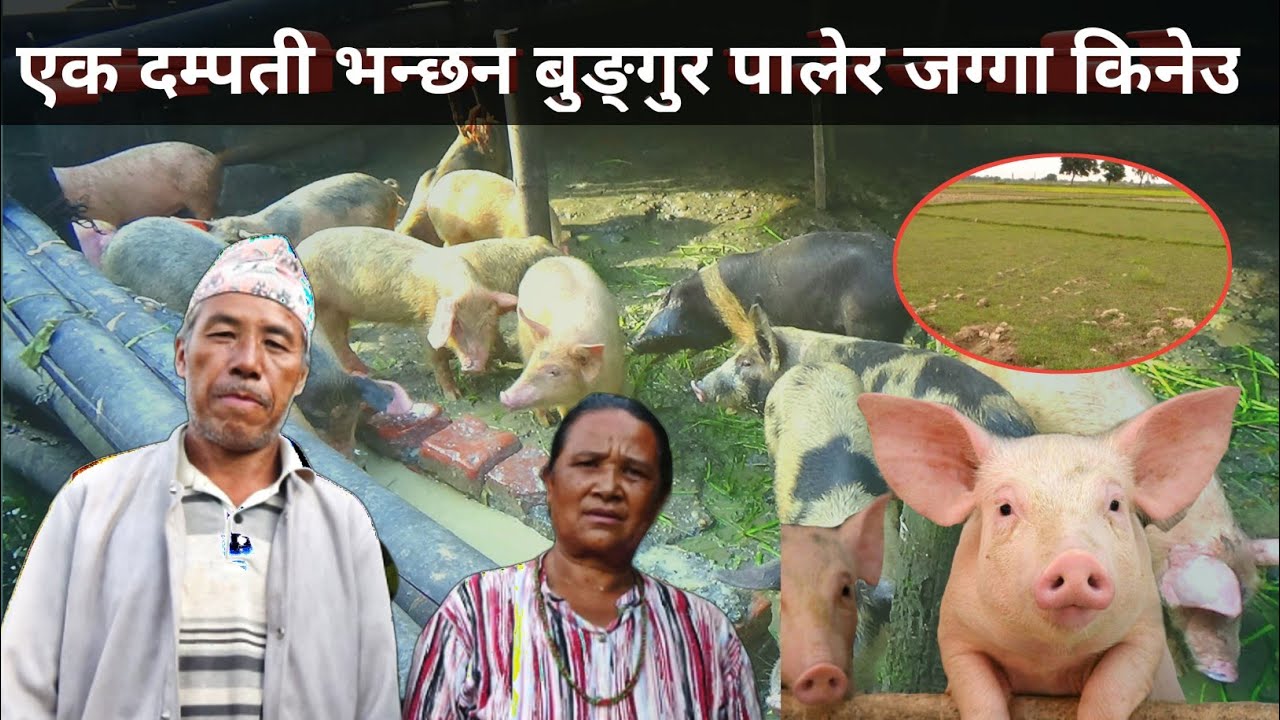 बुङ्गुर पालेर जग्गा किनेउ - Pig rearing/farming in Nepal - Bungur palne ...
