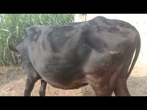 Pakistan's Powerful bull meets Friesian cow for the first time - YouTube
