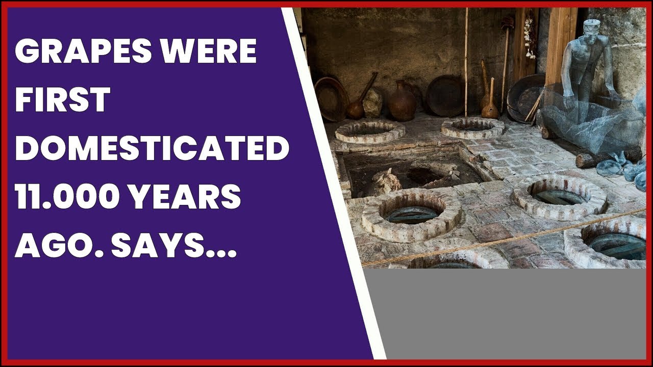 GRAPES WERE FIRST DOMESTICATED 11.000 YEARS AGO. SAYS GENETIC STUDY ...