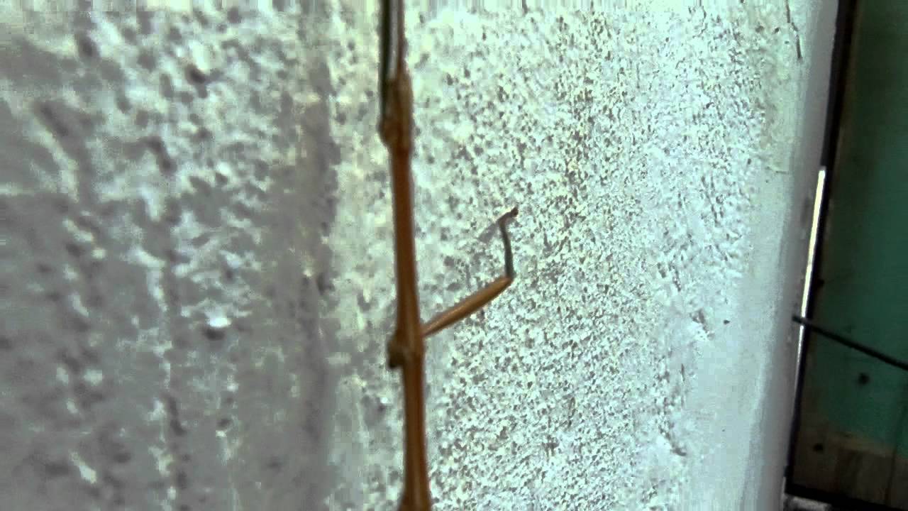 insecto campamocha - YouTube