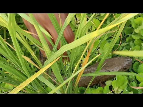 Kochuripana Fishing - Fishing Lady's Bare Hand Fish Catching With ...