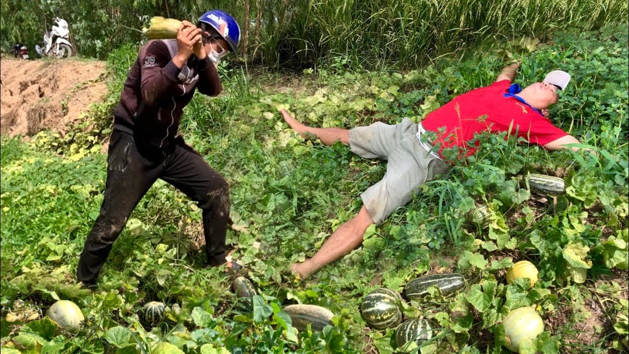 The thief returned to attack Ly Pha Ca, stealing melons and destroying ...