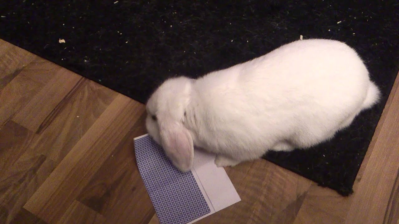 Bew mini lop rabbit - YouTube