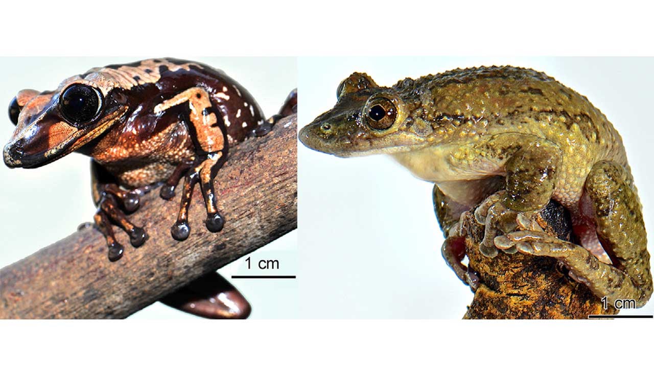 The first venomous frogs - Aparasphenodon brunoi & Corythomantis ...