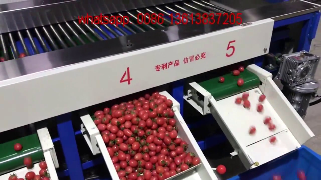 cherry tomato grading machine, grape tomato processing machine - YouTube