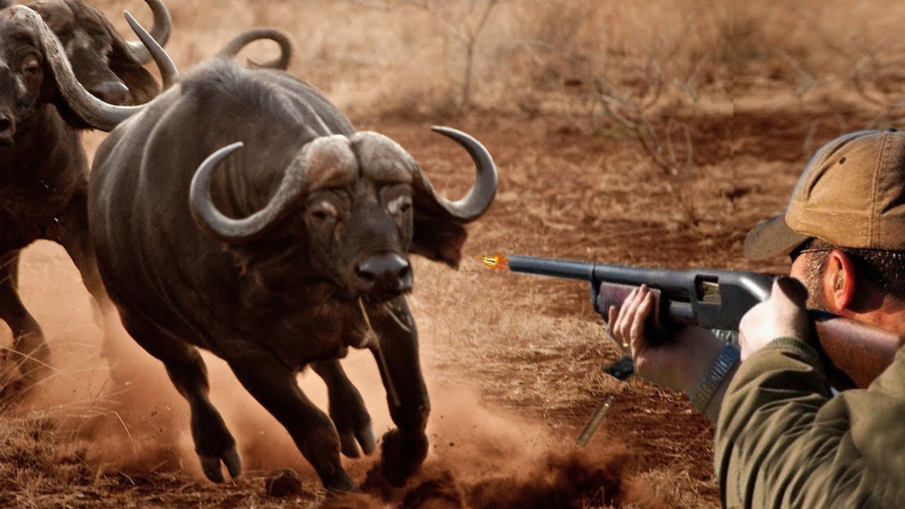 HUNTING African wild buffalo with guns (The last moments of the African ...
