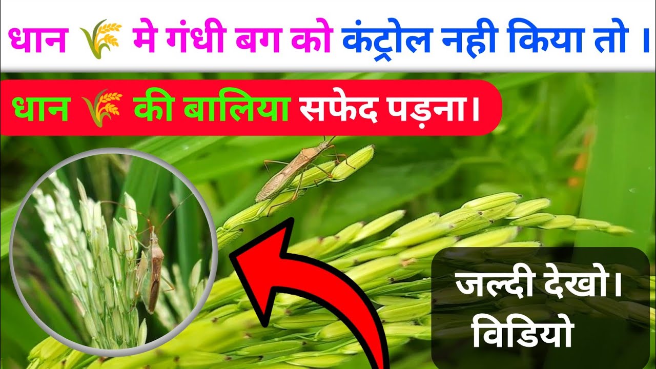 धान 🌾 मे गंधी बग का प्रकोप || Rice gundhi bug || धान 🌾 की बालियों का ...