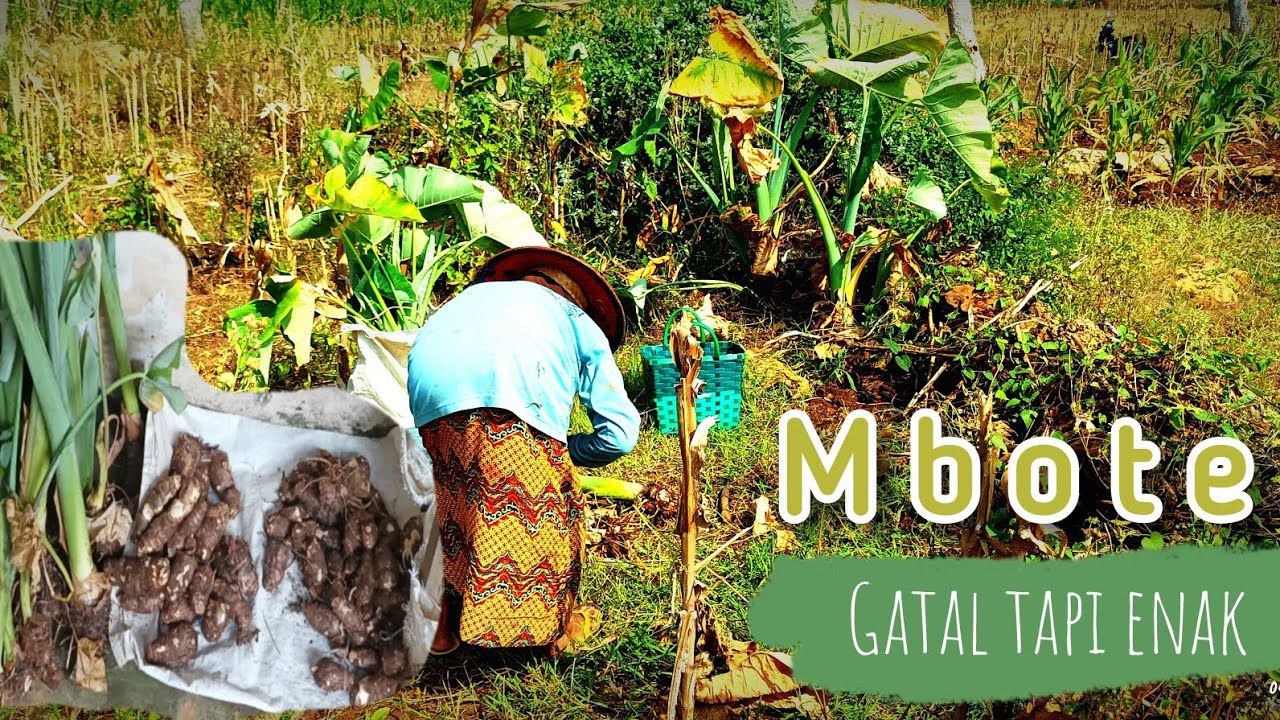 MENGAMBIL TALAS MBOTE DI LADANG ‼️ANAK DESA - YouTube