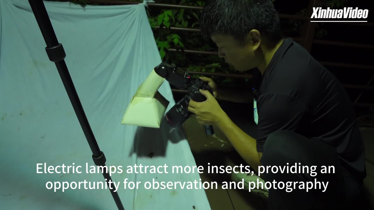 The finest details: Nature photographers capture insect world - YouTube