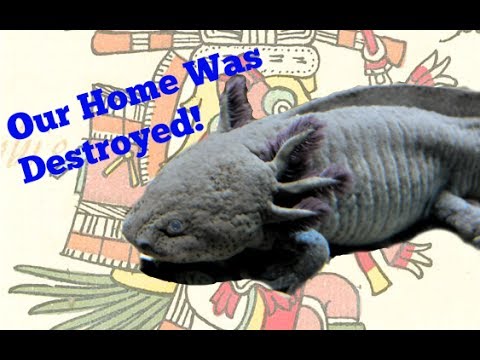 The History Behind the Axolotl - YouTube