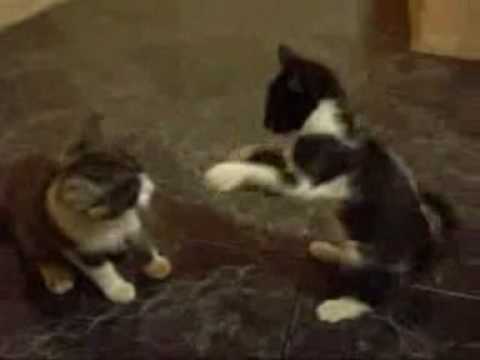 pelea de gatos con loquendo. - YouTube