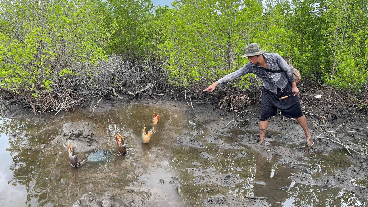 Giant Mud Crab Hunting in Swamp After Low Tide – Skillful Catch! - YouTube