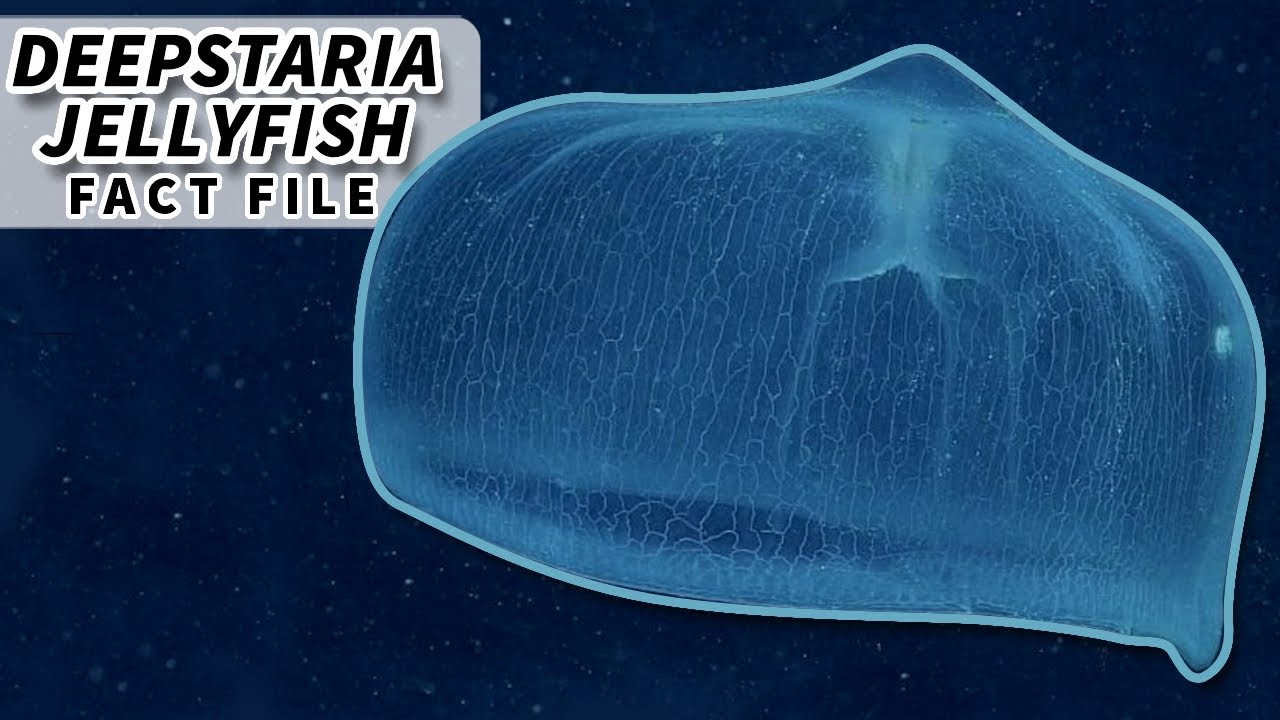 Deepstaria Jellyfish Facts: the BLANKET of the DEEP | Animal Fact Files ...