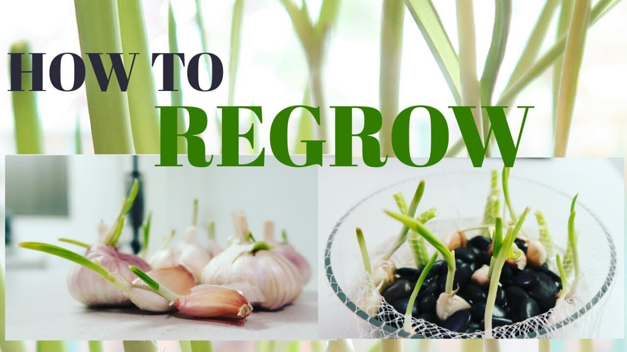 DIY: How to regrow garlic - YouTube