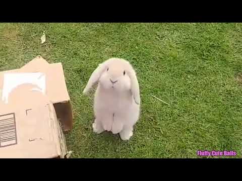 Cute Rabbits Outdoor Activity - YouTube