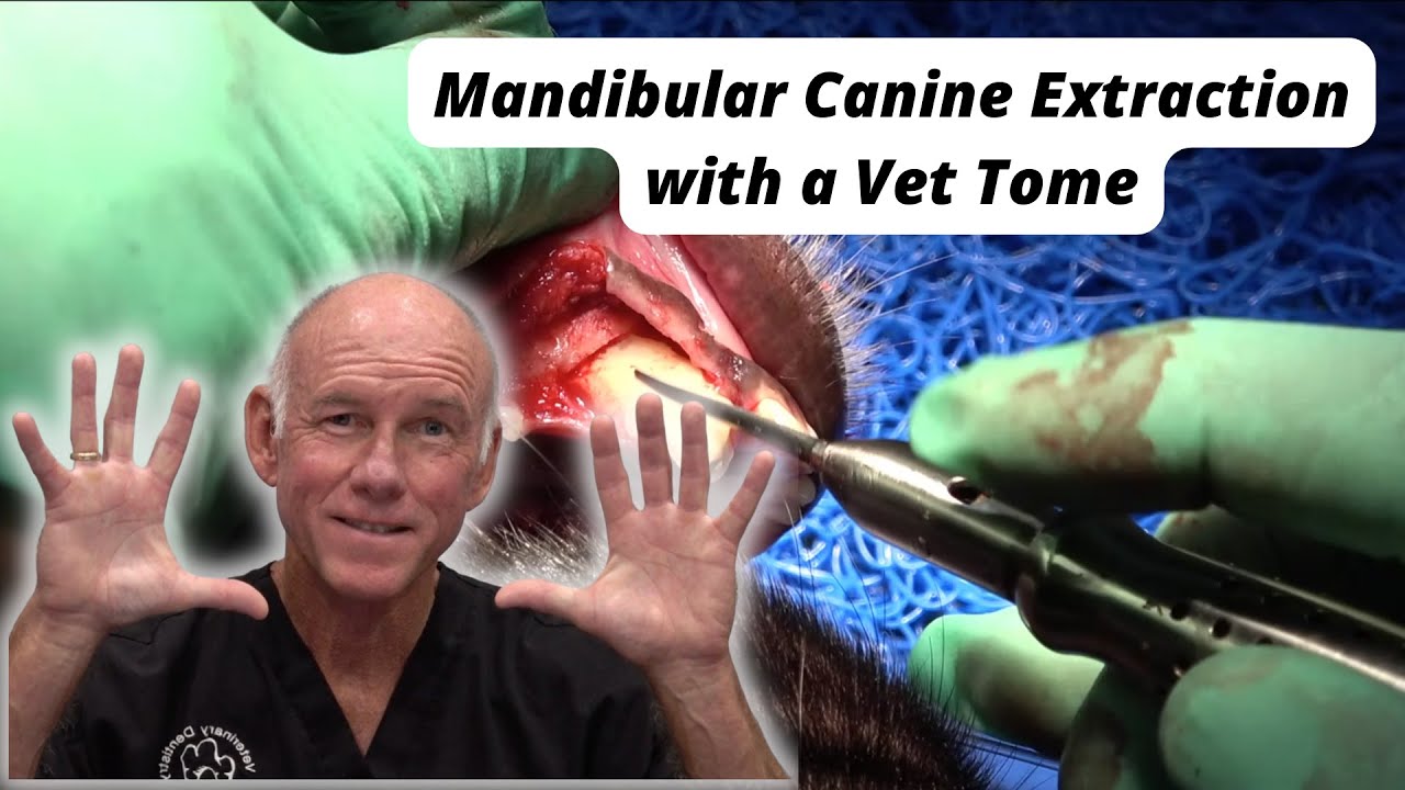 Mandibular Canine Extraction with a Vet Tome - YouTube