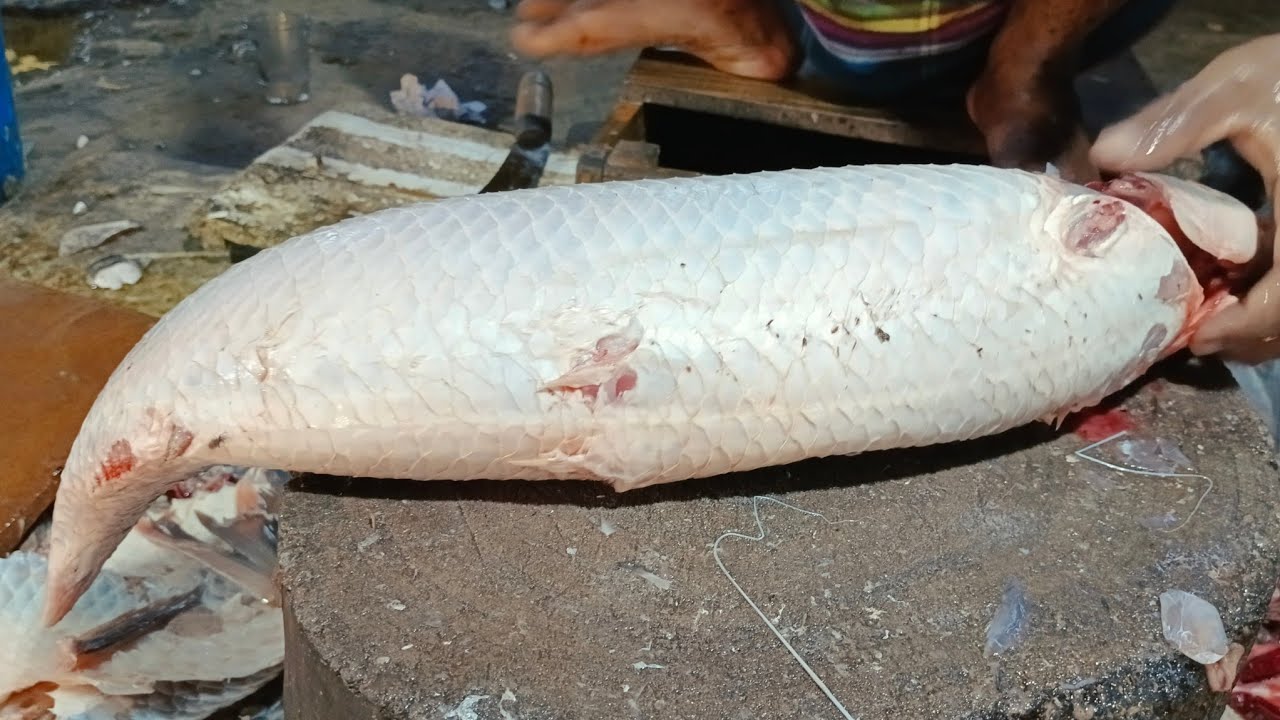 I Never Seen!!! Giant MRIGEL (মৃগেল) Carp Fish Cutting Live InFish ...