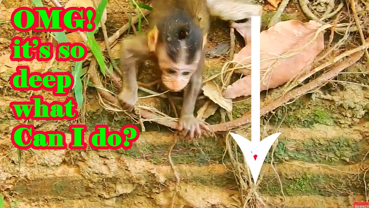 Most adorable monkey scare to jump over the deepest drain - YouTube