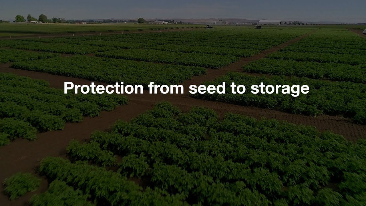 Potato Crop Protection from Seed to Storage with Syngenta - YouTube