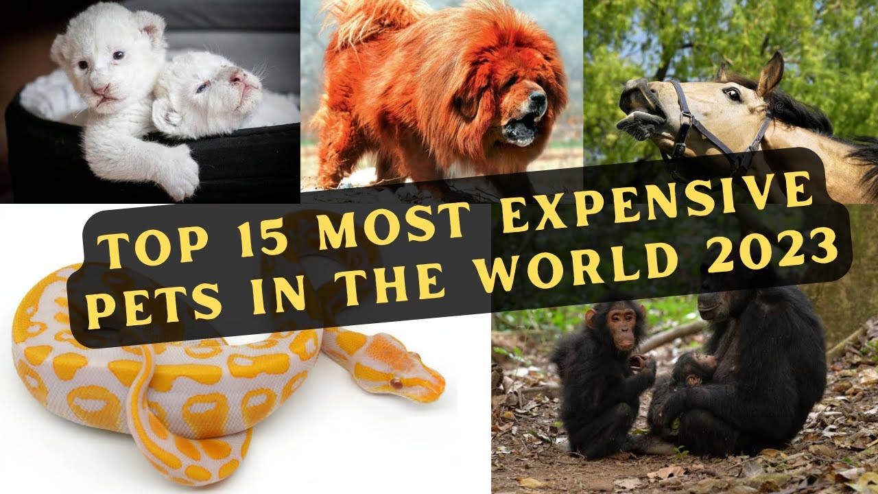 Top 15 Most Expensive Pets in the World 2023 #pets #expensivepets # ...