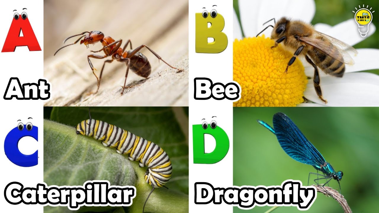 Abc Insect Song | A to Z Insects Song | Insects Alphabet song | Phonics ...
