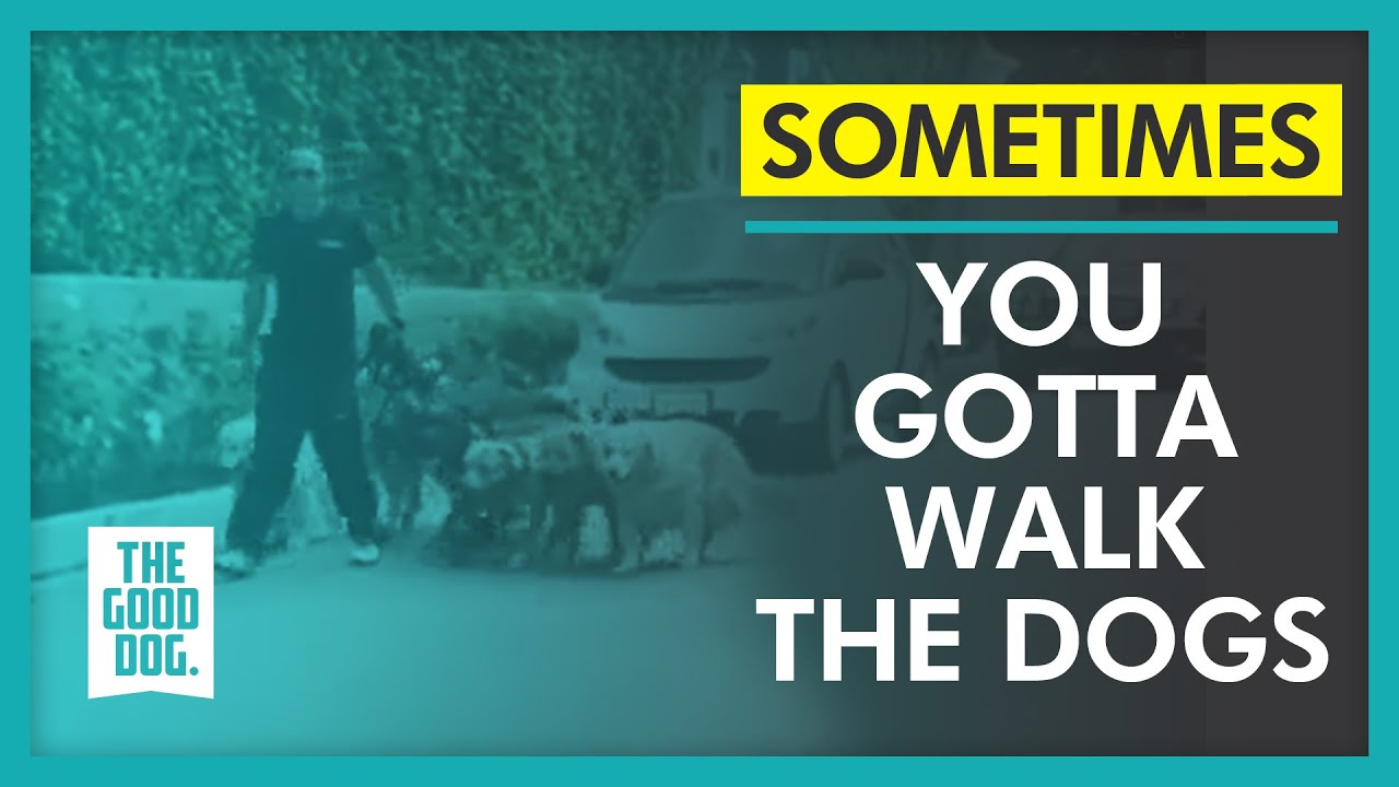 Sometimes you gotta walk the dogs | The Good Dog Training - YouTube