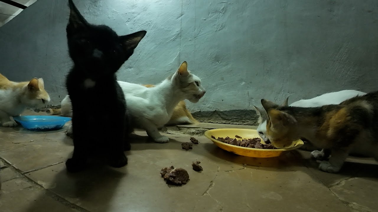 Happy stray cats feeding 91 - YouTube
