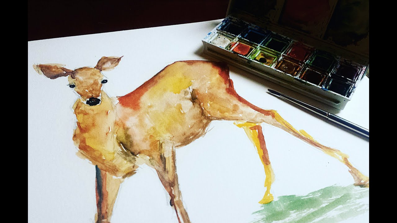 Young deer sketch: watercolor speed draw - YouTube