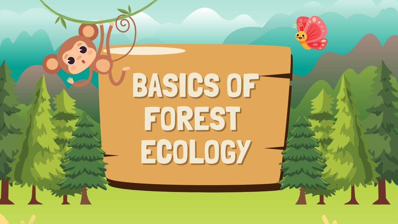 Basics of Forest Ecology for Kids | Fun and Educational Video about ...