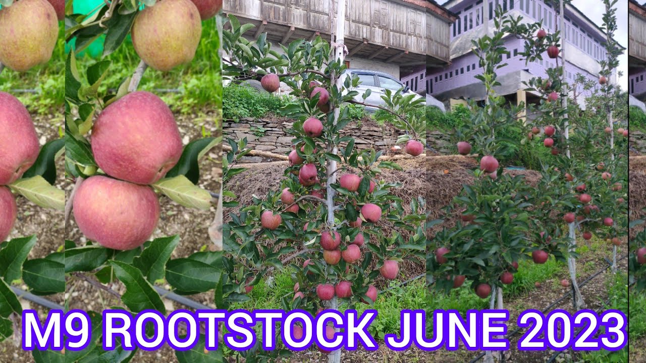 APPLE 🍎 ORCHARD M9 ROOTSTOCK UPDATE 18 JUNE 2023 || SHIMLA VLOGS - YouTube