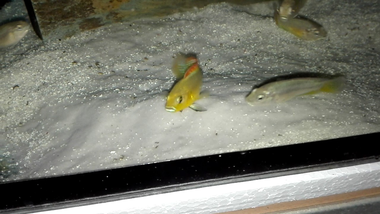 Pseudocrenilabrus philander dispersus - - YouTube
