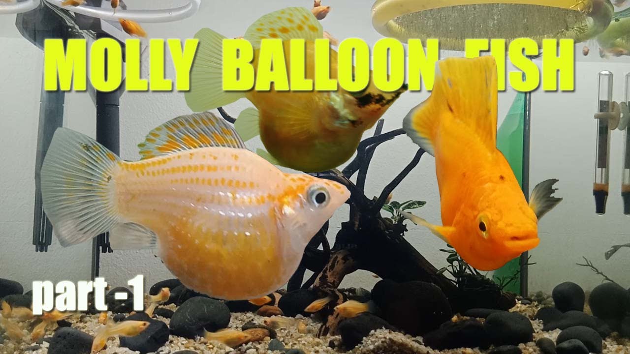 Balloon Molly Fish