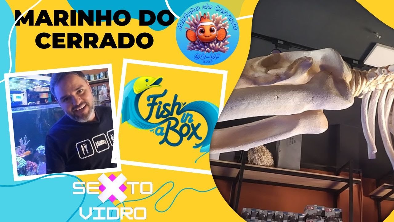 CONHEÇA A FISH IN A BOX - DF Patrocinadora do concurso Marinho do ...